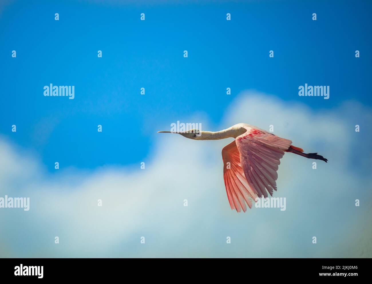 A closeup shot of a Roseate spoonbill bird flying in the blue cloudy ...