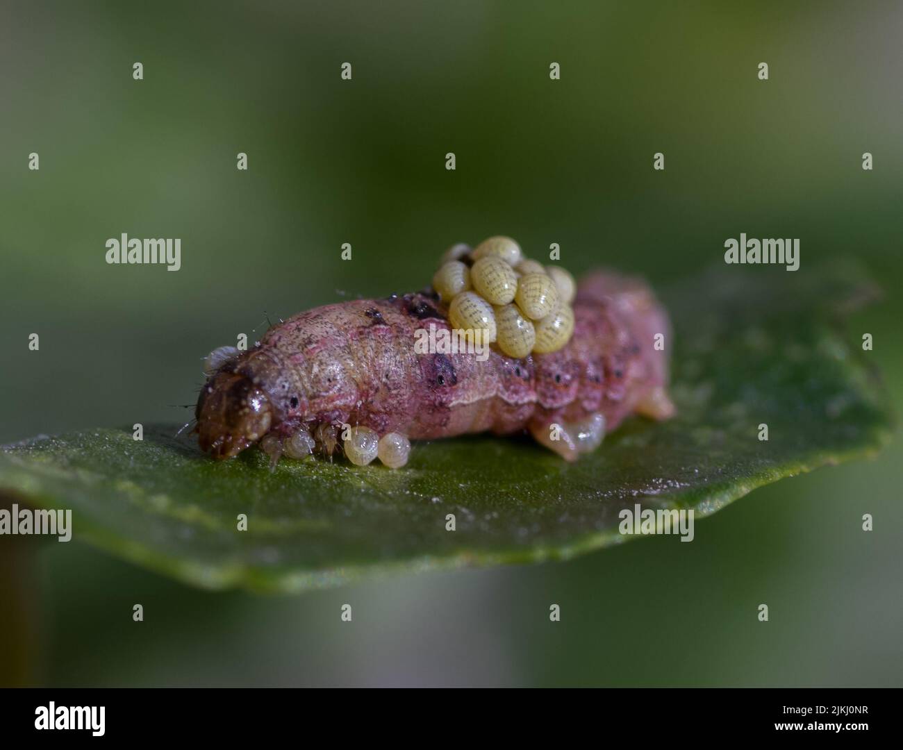 Wasp larvae caterpillar hi-res stock photography and images - Alamy