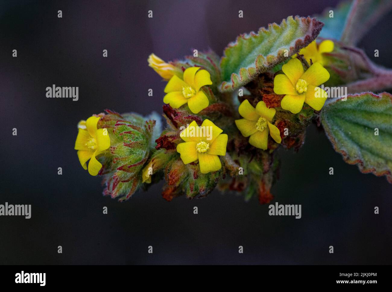 A shallow focus of Waltheria indica blossom flowers with blurred dark ...
