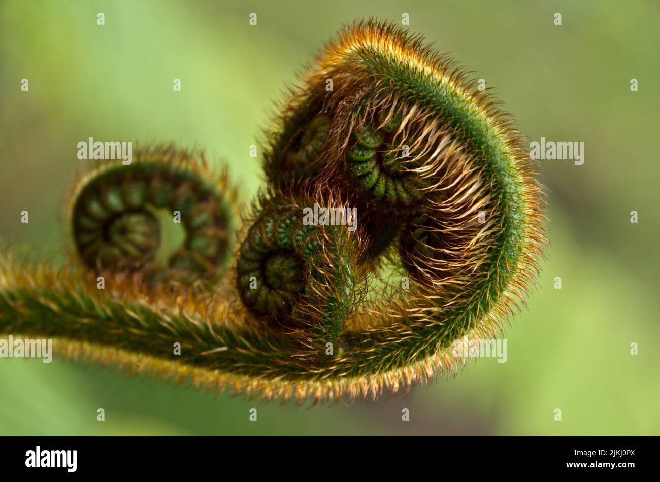 Fern fiddle hi-res stock photography and images - Alamy