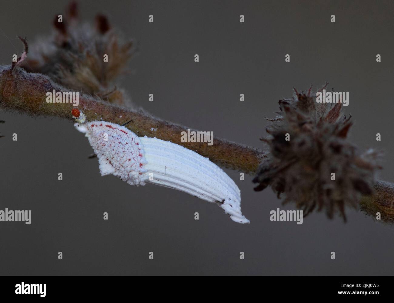 Flying worm hi-res stock photography and images - Alamy