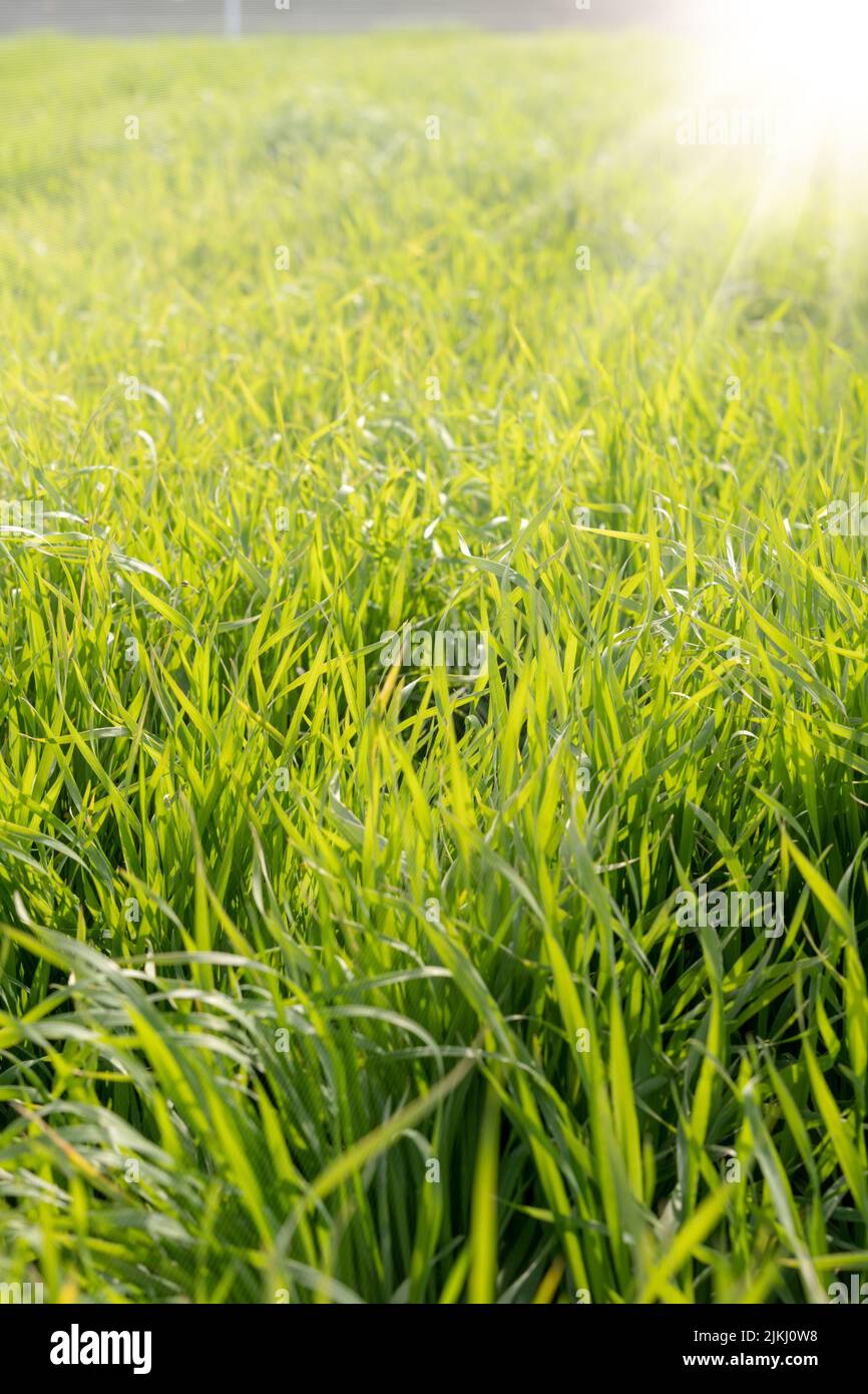 A vertical shot of sun rays falling on growing grass Stock Photo - Alamy