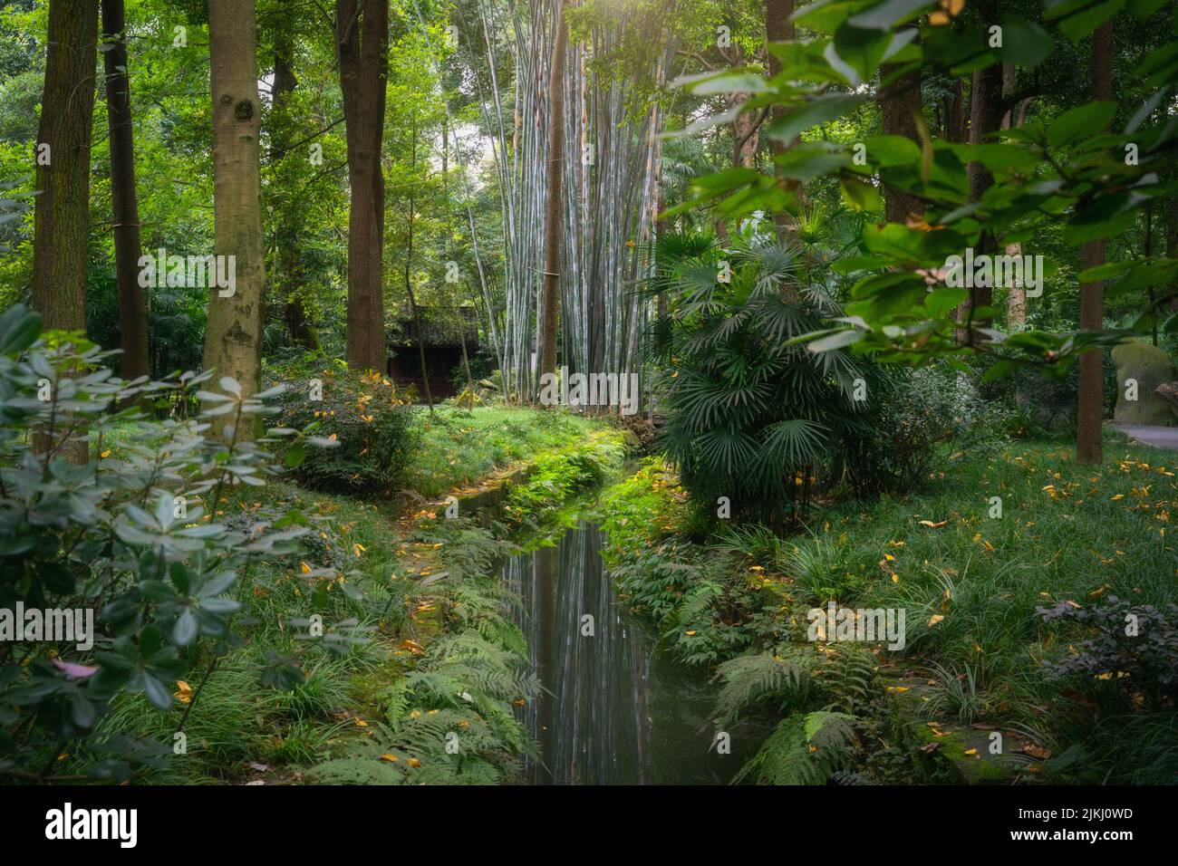 A beautiful landscape view of a small creek flowing into the forest ...