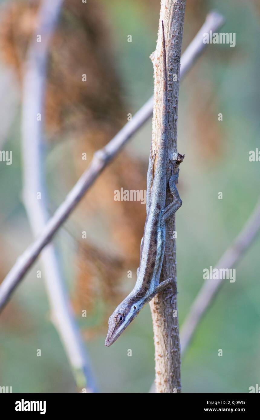 A shallow focus shot of an anolis lizard standing on a tree branch in ...