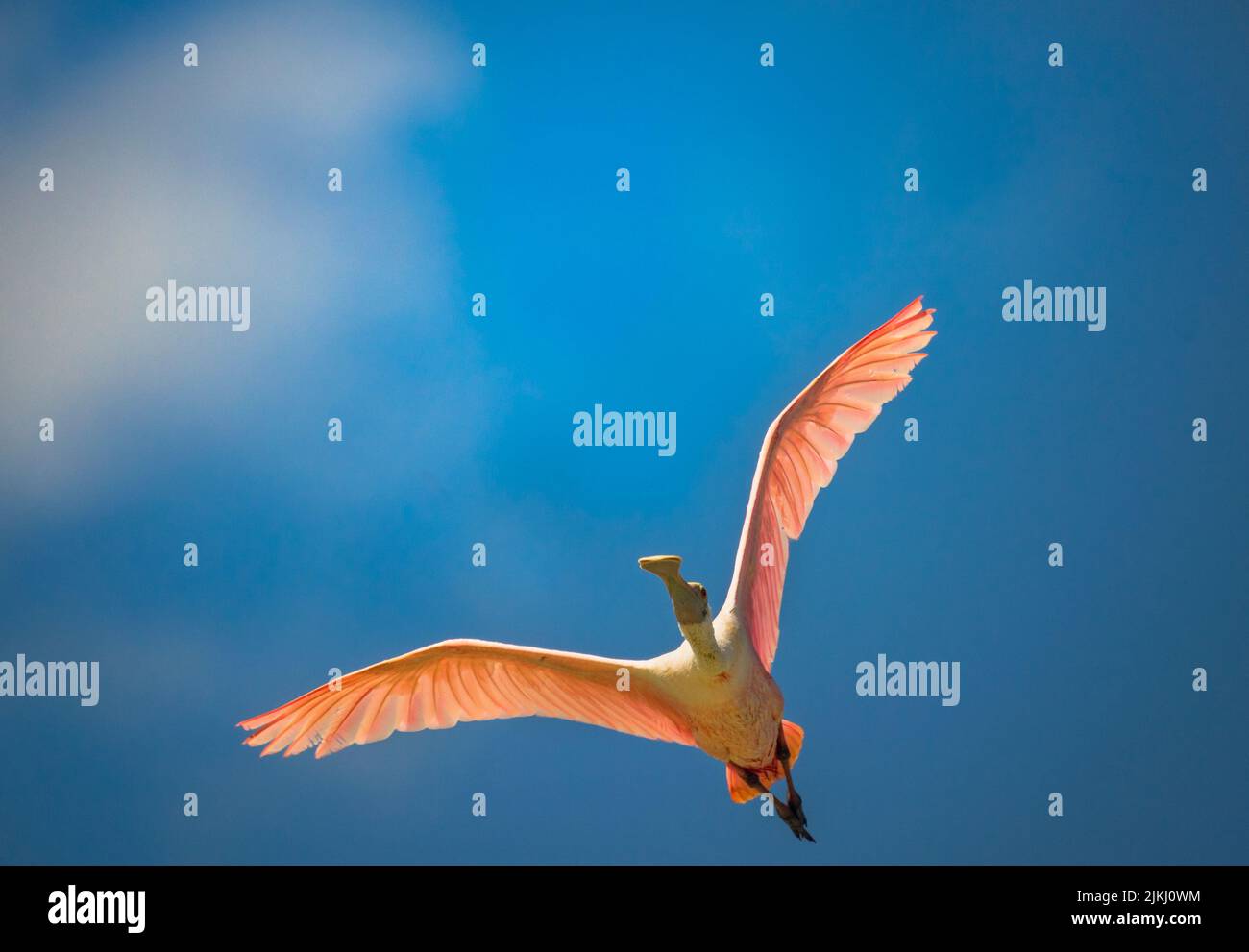 A low angle shot of a Roseate spoonbill bird flying in the blue cloudy ...