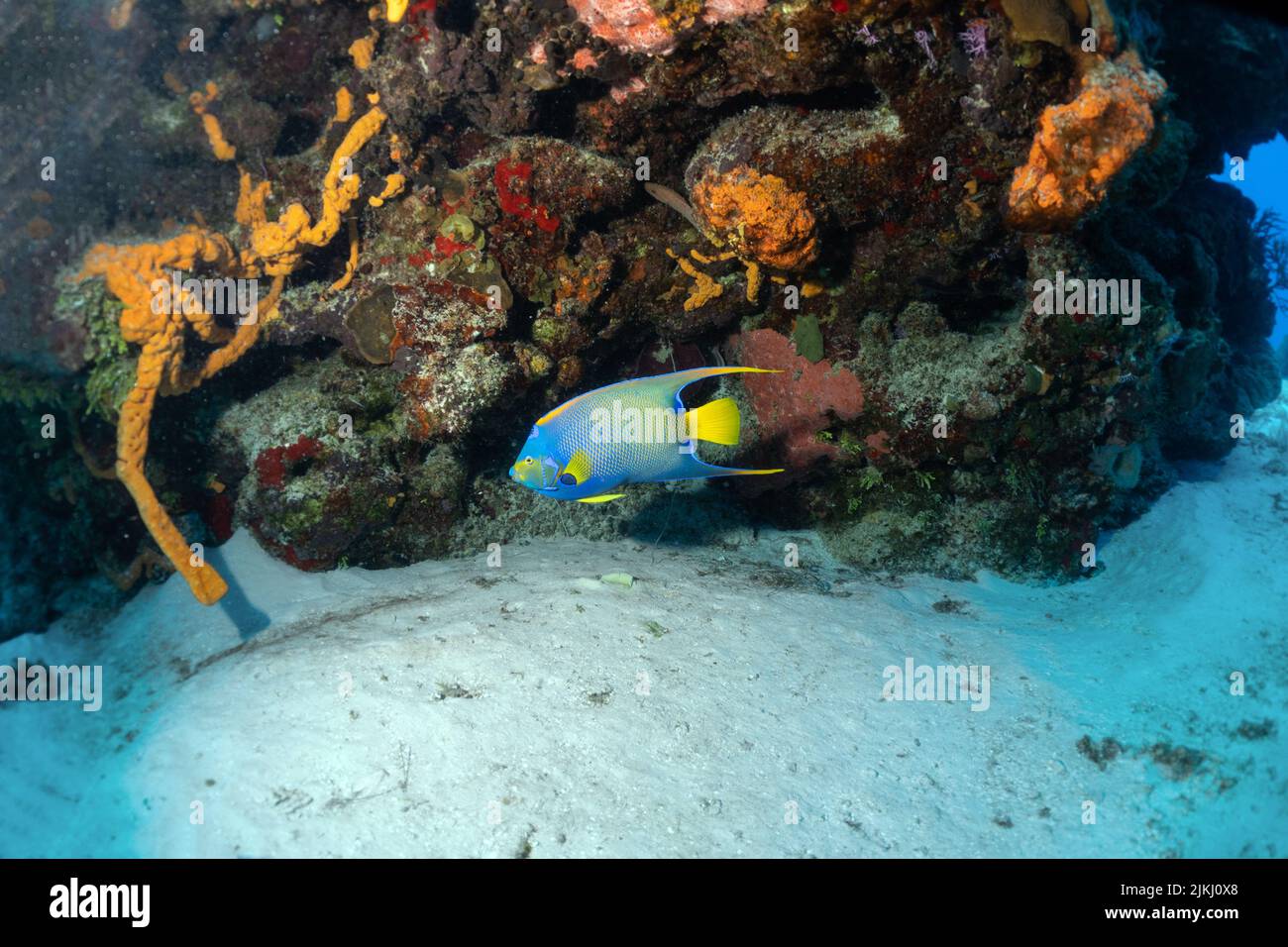 Angelfish caribbean hi-res stock photography and images - Alamy