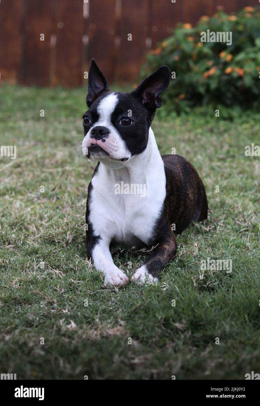 Cute Boston Terrier Dog Looking up on a white Background Stock Photo ...