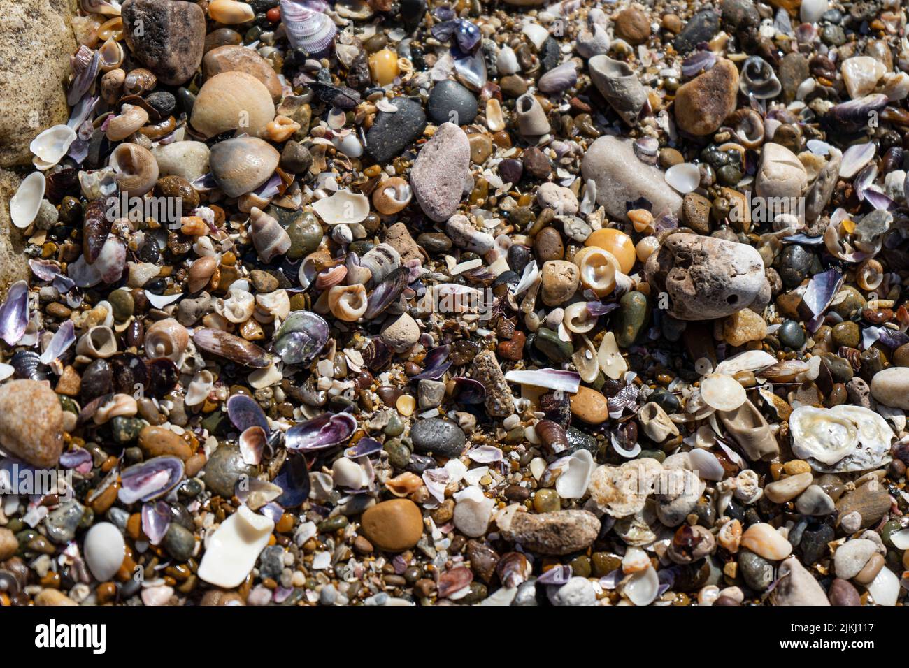 A closeup shot of a Beach background with stones, shells and seaweed ...