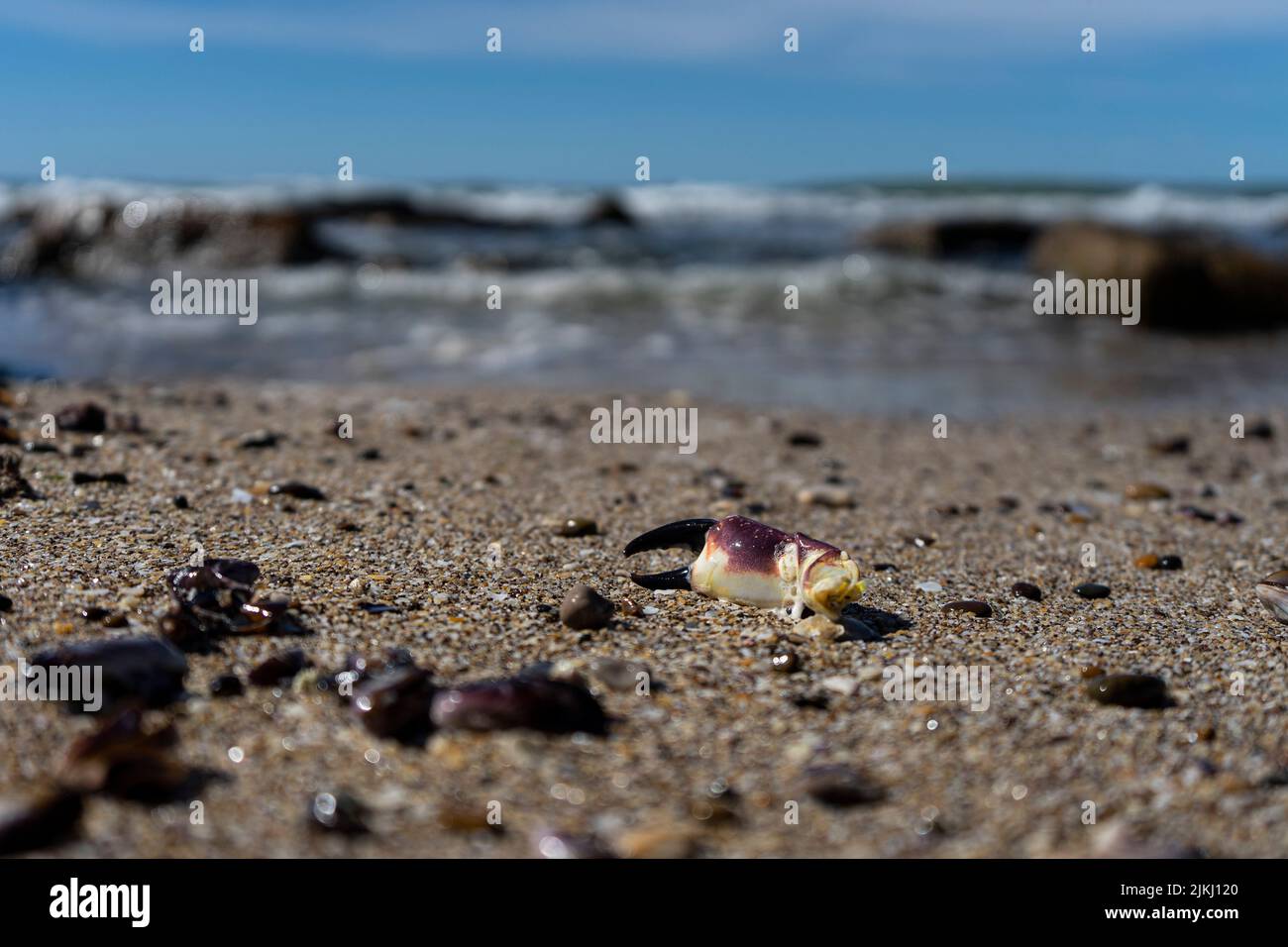 A shallow focus of a Crab Claw with Beach Background near the water ...