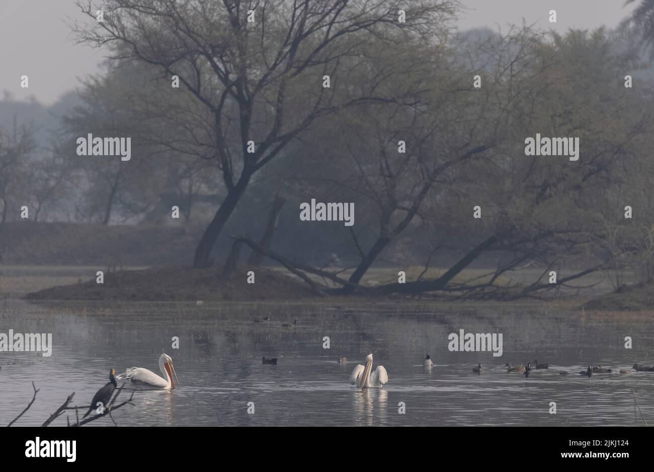 A group of ducks and pelicans swimming on a lake surrounded with ...