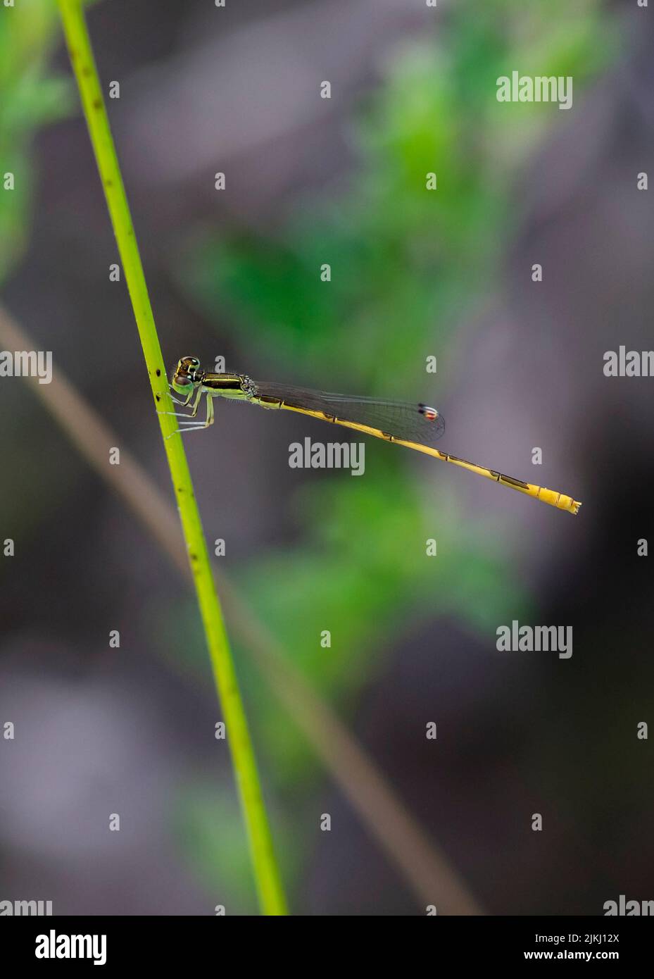 A vertical selective focus shot of a dragonfly on a stem Stock Photo ...