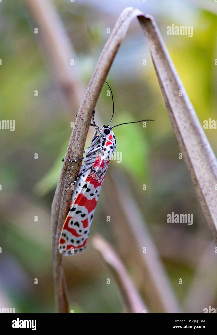 Closeup of moth hi-res stock photography and images - Alamy