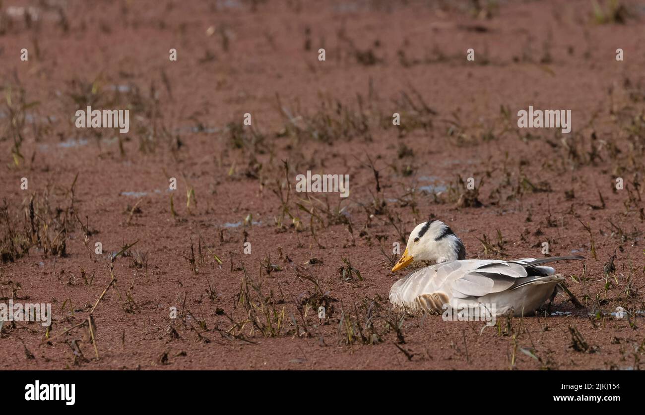 Dry mountain wildlife hi-res stock photography and images - Alamy