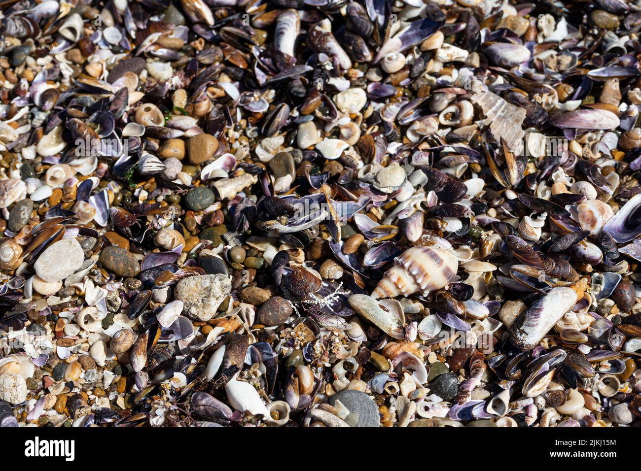 A closeup shot of a Beach background with stones, shells and seaweed ...