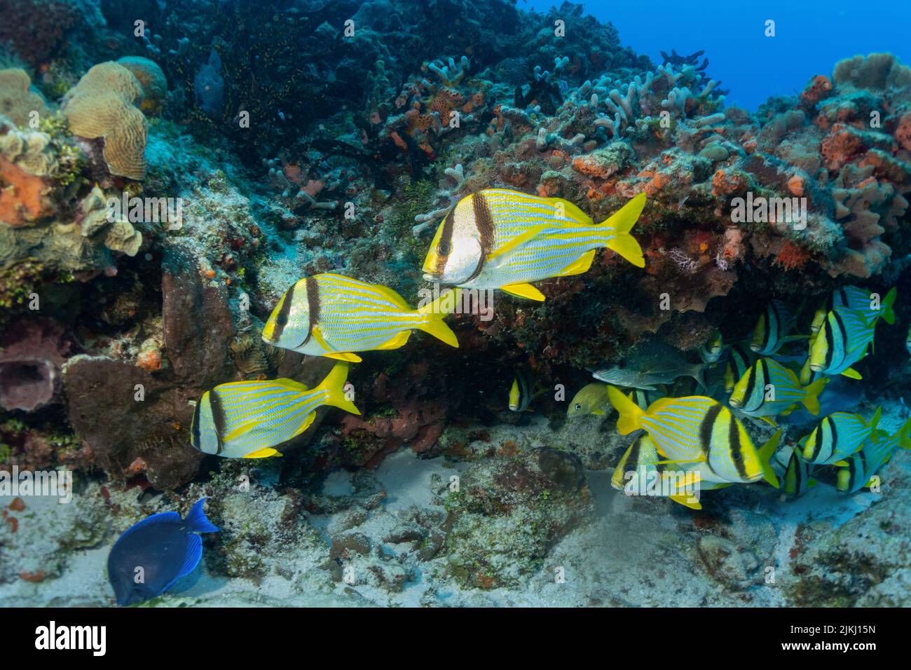 Porkfish hi-res stock photography and images - Alamy
