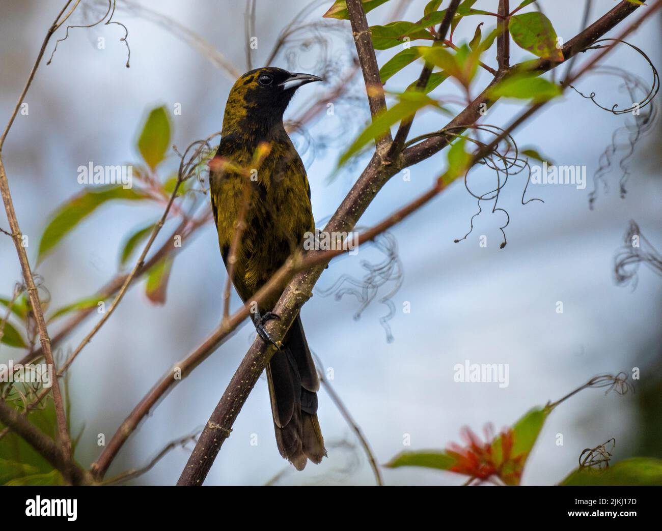 Most beautiful bird hi-res stock photography and images - Alamy