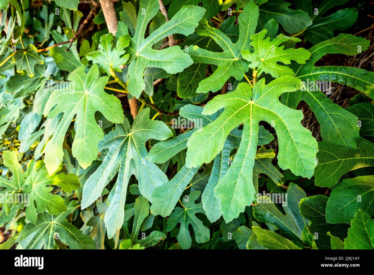 Fig tree leaves hi-res stock photography and images - Alamy