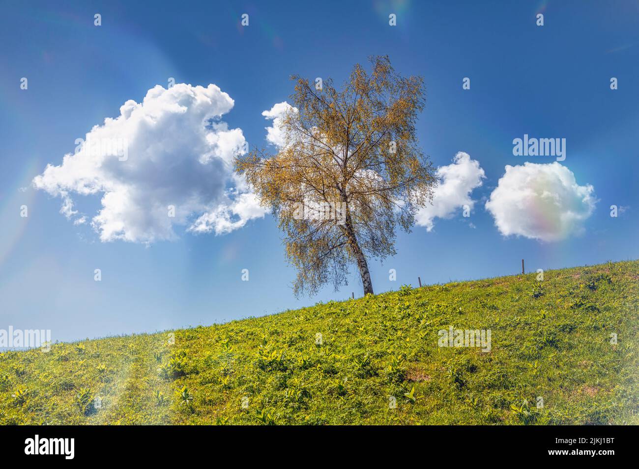 Italy, Veneto, Belluno, district of Borgo Valbelluna. Lonely birch tree ...