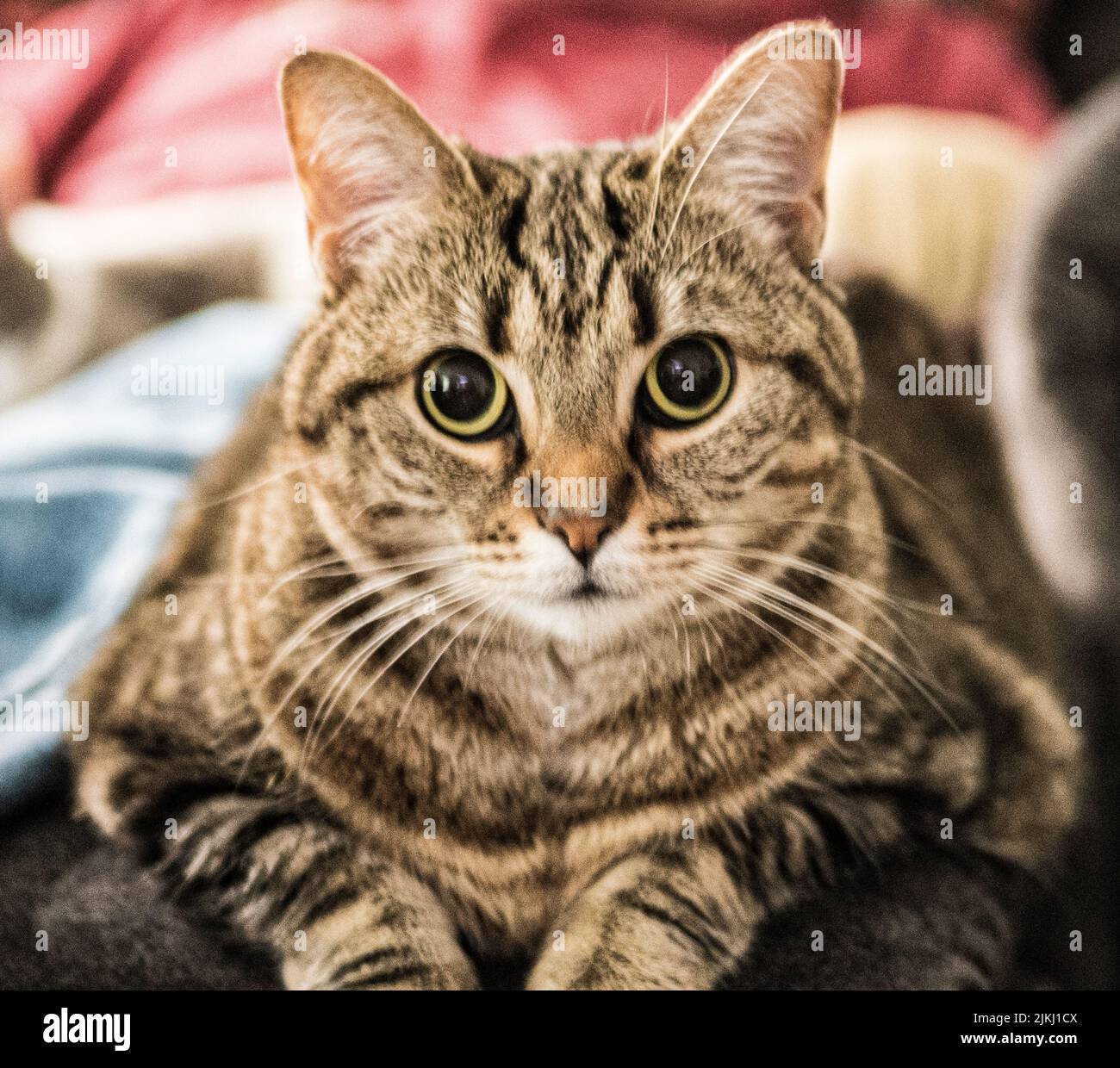 Dark tiger kitty hi-res stock photography and images - Alamy