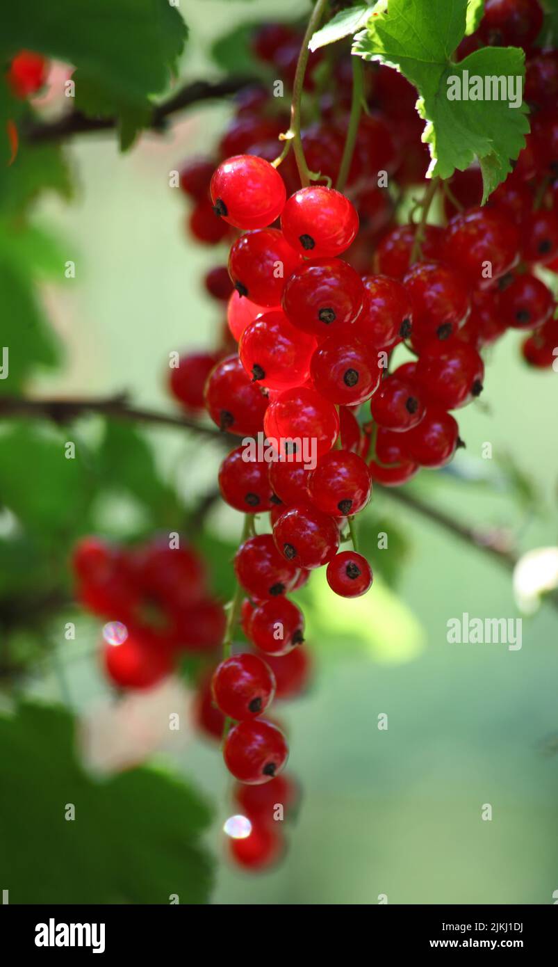 A vertical closeup shot of red currant bush Stock Photo - Alamy