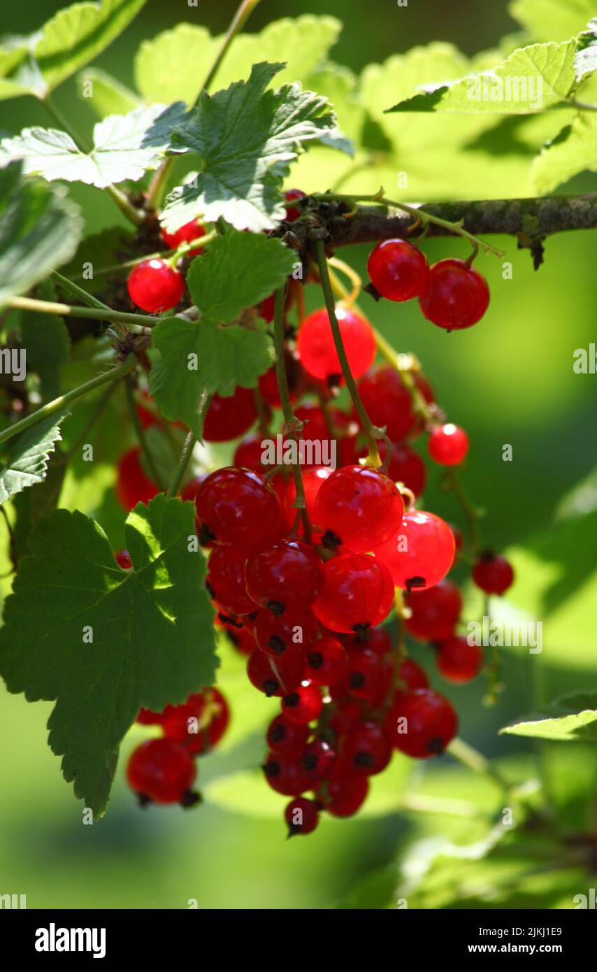 A vertical closeup shot of red currant bush Stock Photo - Alamy