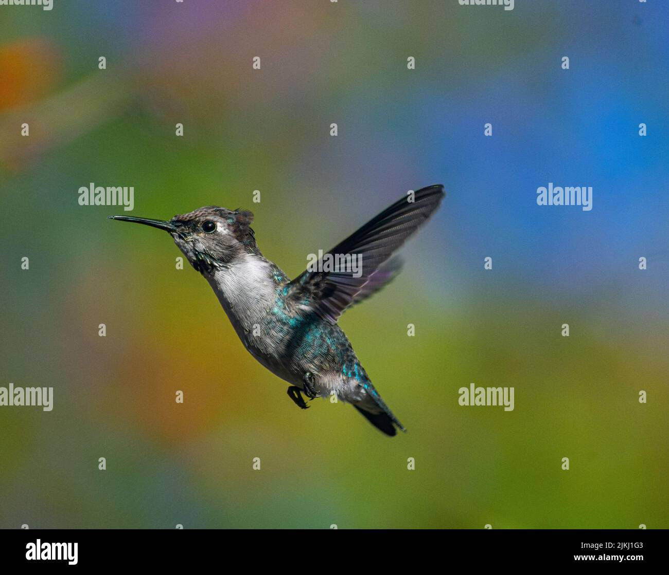 A shallow focus shot of zunzuncito bird Stock Photo - Alamy