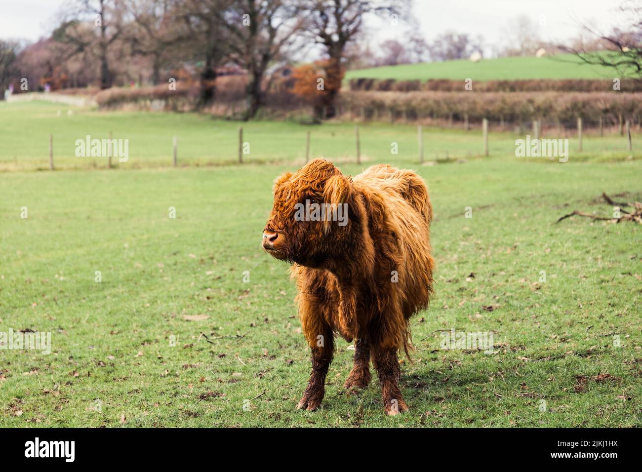 A brown cute highland cattle in the green pasture Stock Photo - Alamy