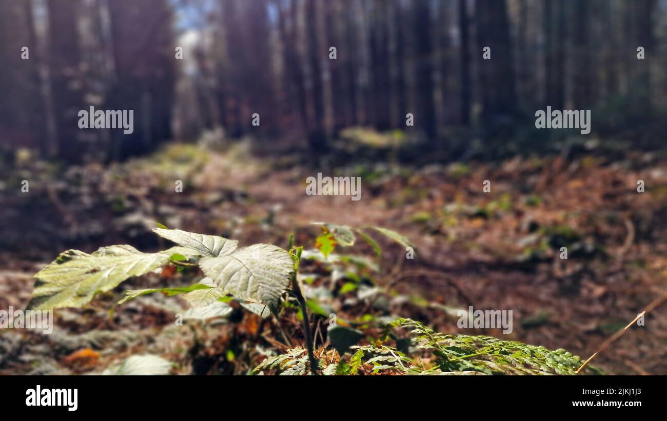 A closeup of a bush leaves on the forest path background Stock Photo ...