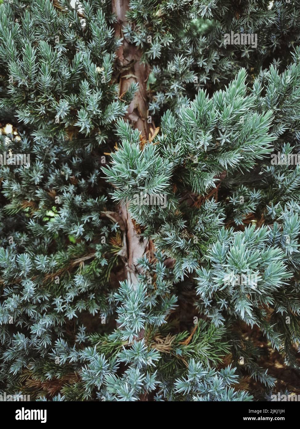A vertical photo of juniper scaly plant Stock Photo - Alamy