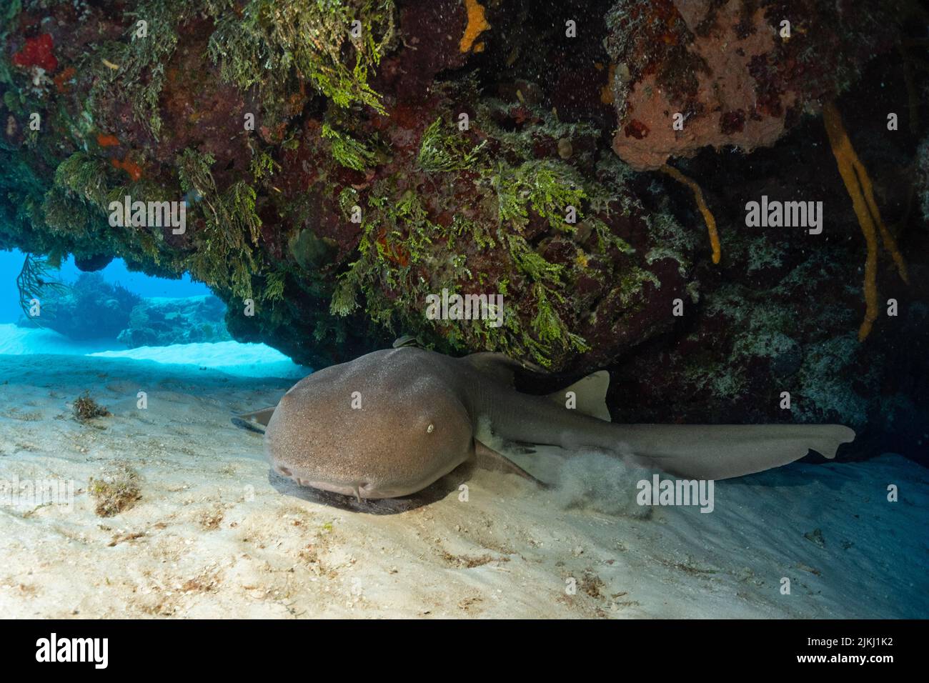Shark view hi-res stock photography and images - Alamy