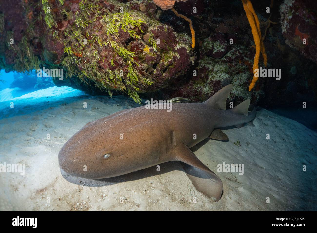 Caribbean nurse hi-res stock photography and images - Alamy