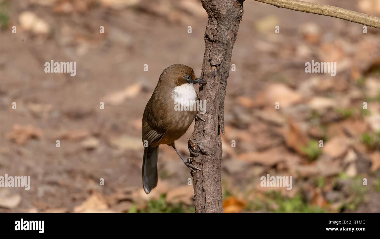 A selective focus shot of White-throated Thrush perching on tree trunk ...