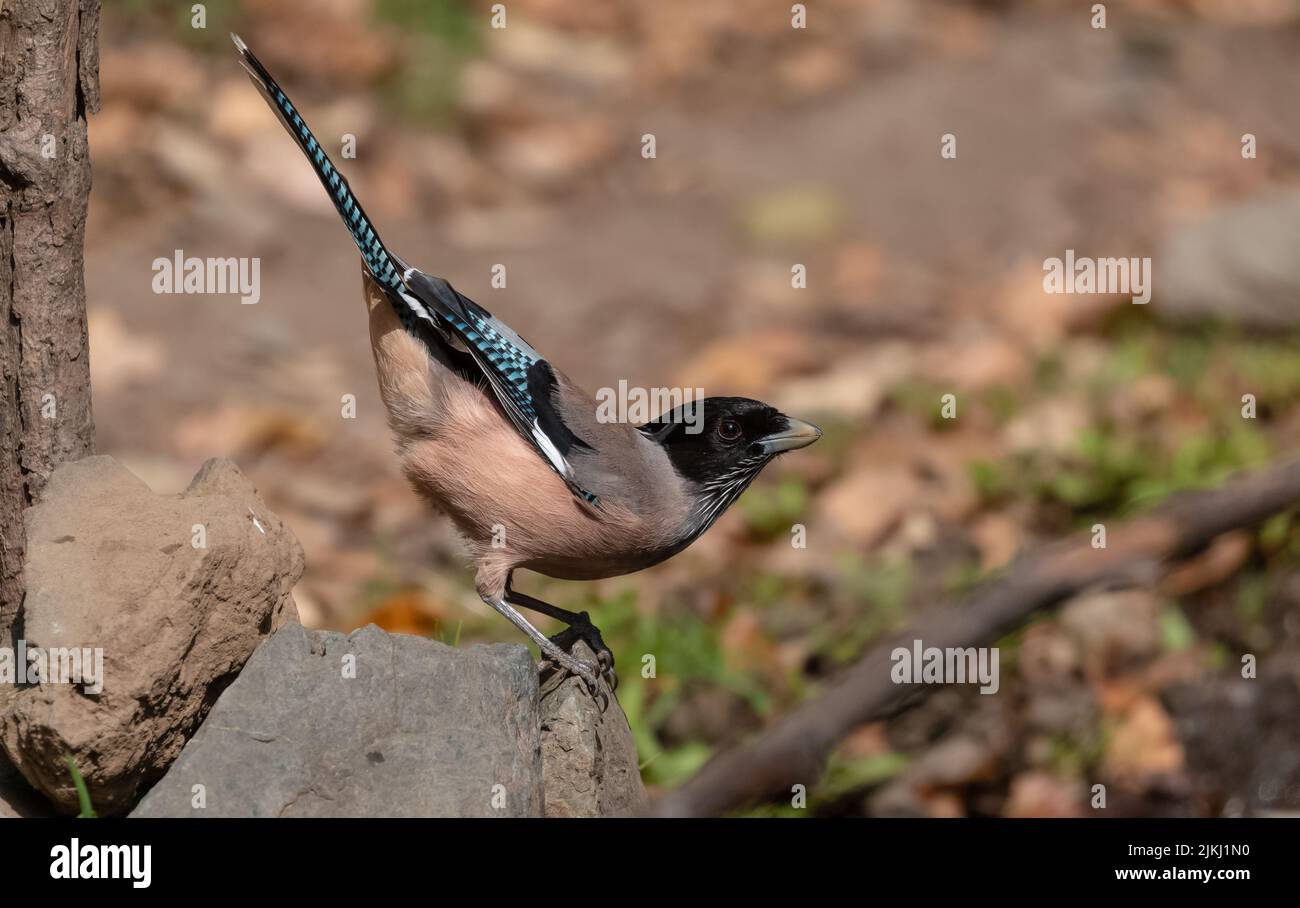 A black-headed jay bird perching on rock Stock Photo - Alamy