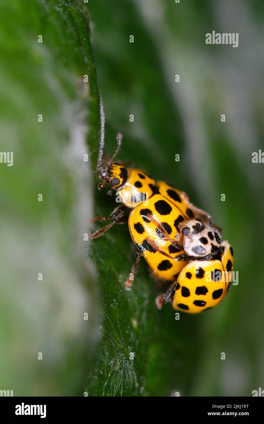 22-spot ladybird or orange ladybird (Psyllobora vigintiduopunctata ...