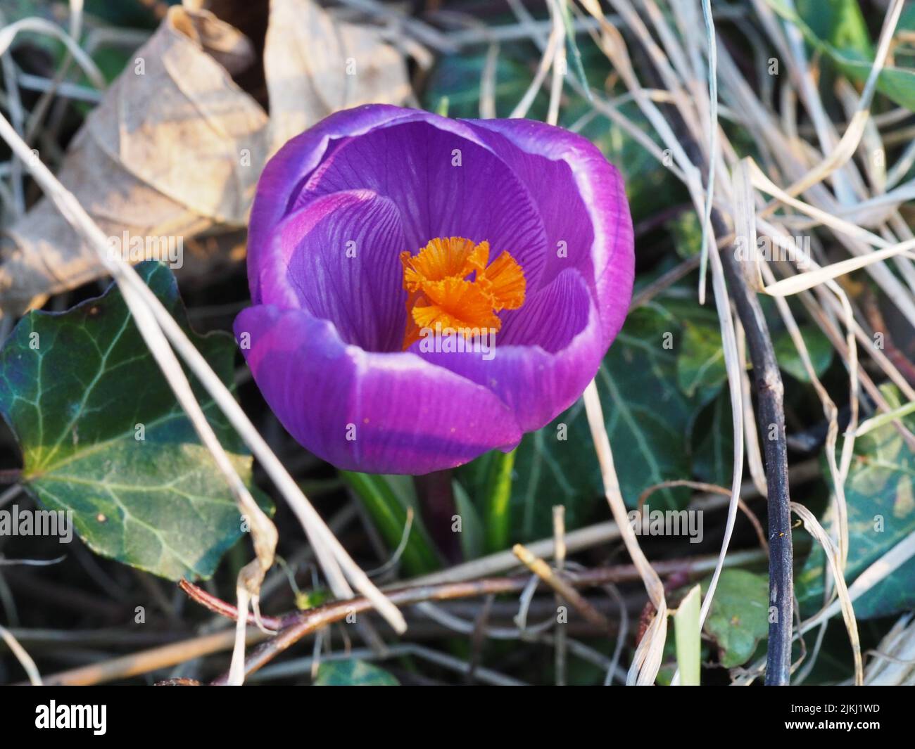Shafran hi-res stock photography and images - Alamy