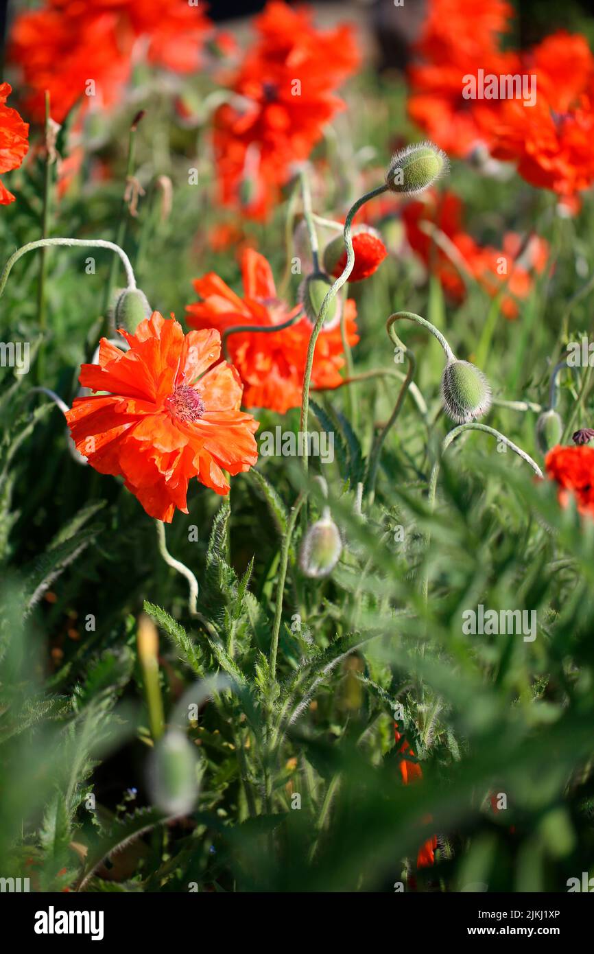 Double poppy plants hi-res stock photography and images - Alamy
