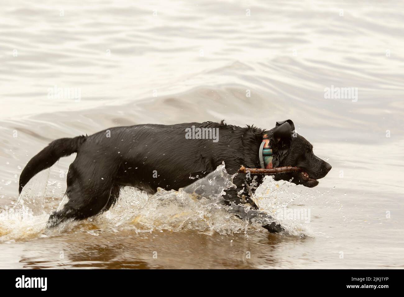 Dog fetches sticks from the water Stock Photo - Alamy