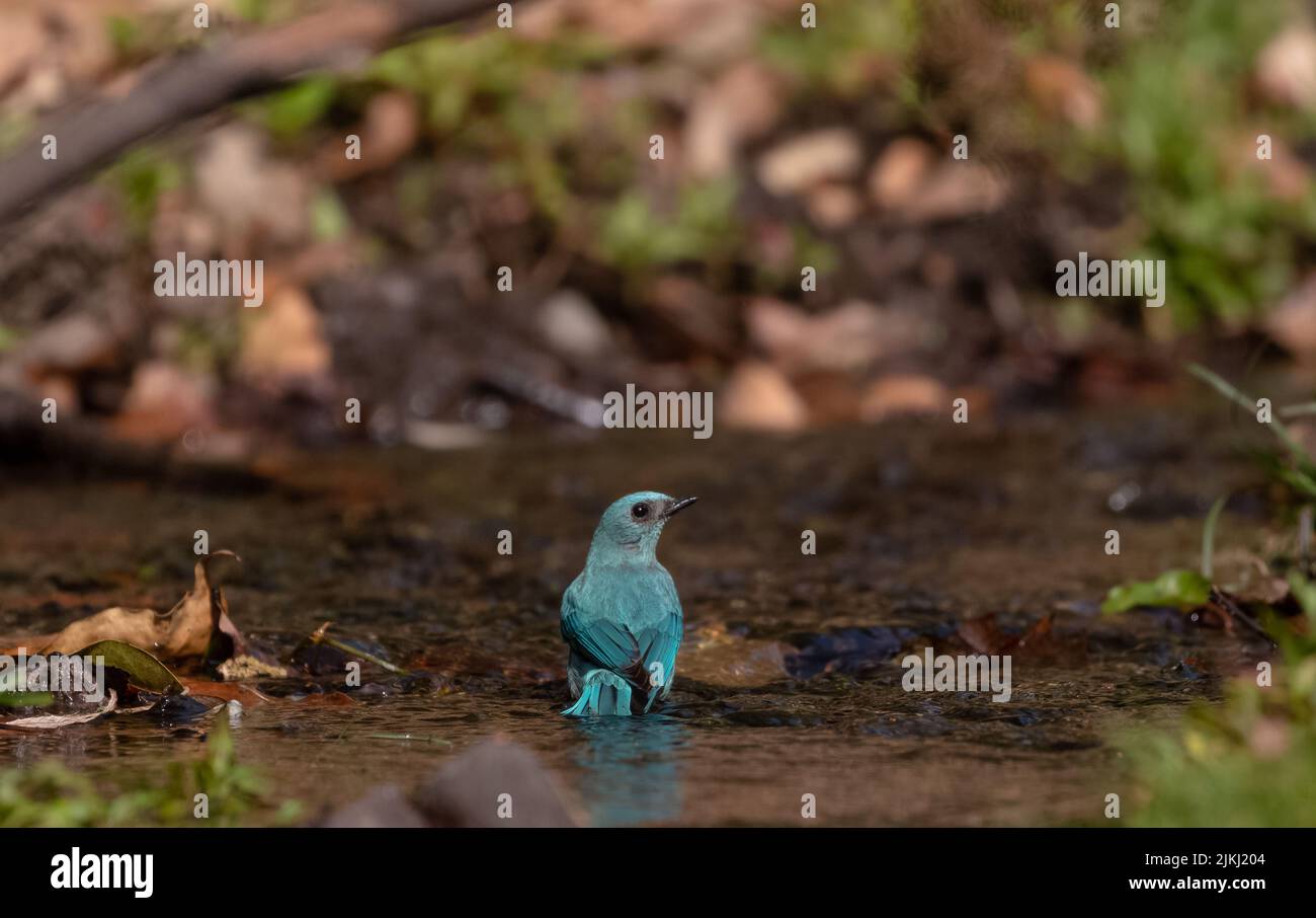 The verditer flycatcher bird perching on the forest ground Stock Photo ...