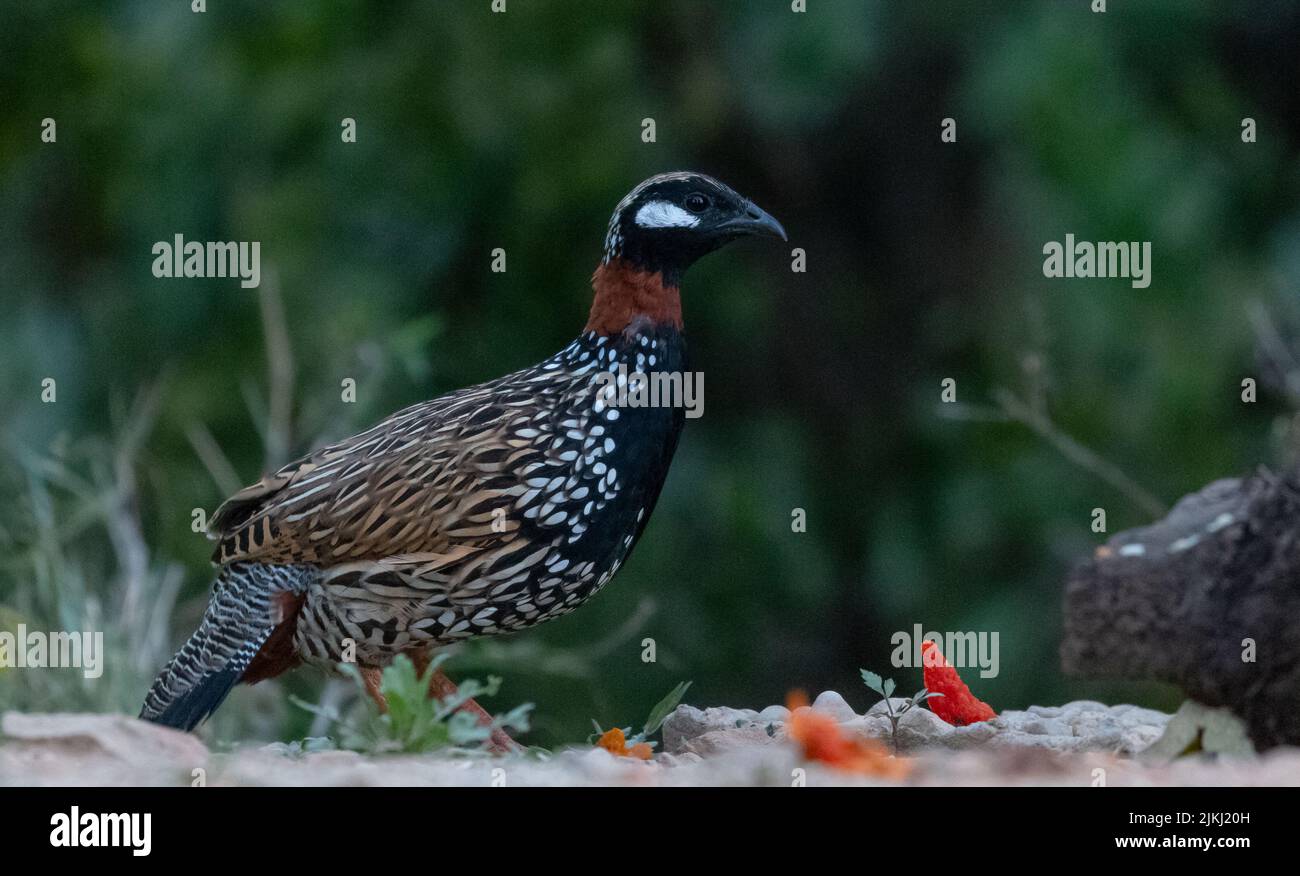 A selective focus shot of black francolin bird on the ground Stock ...