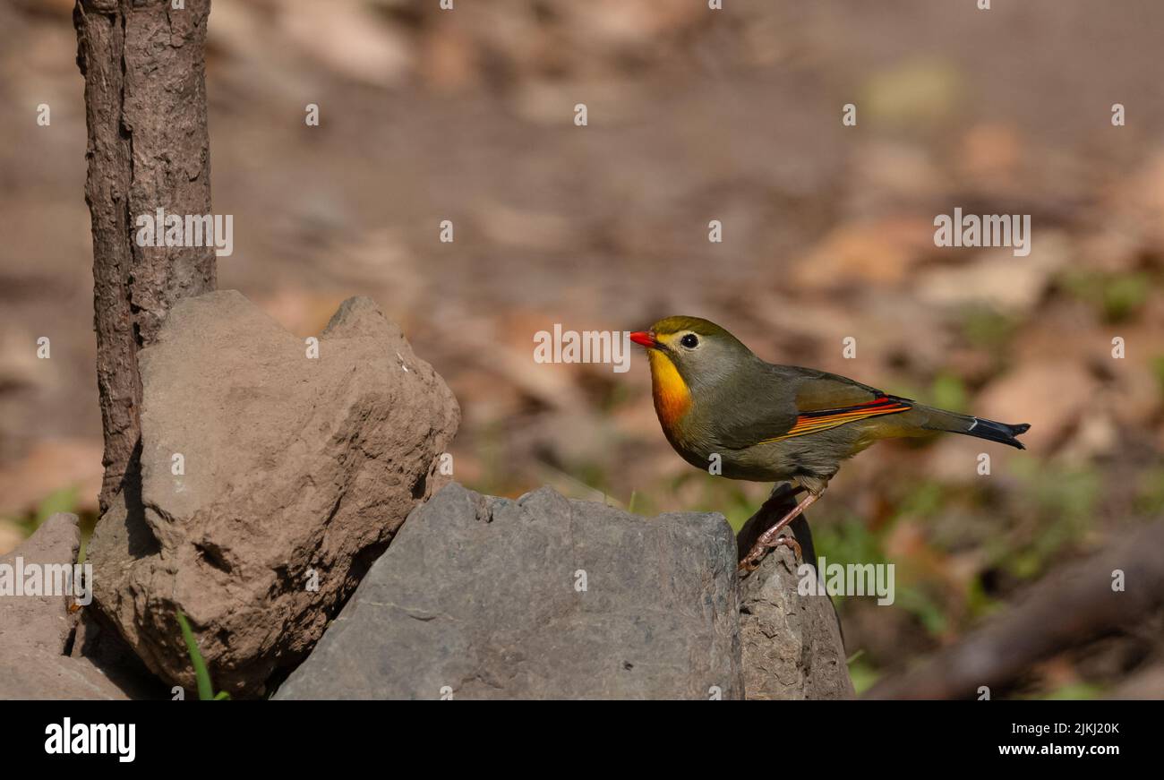 The Red-billed leiothrix bird perching on stone Stock Photo - Alamy