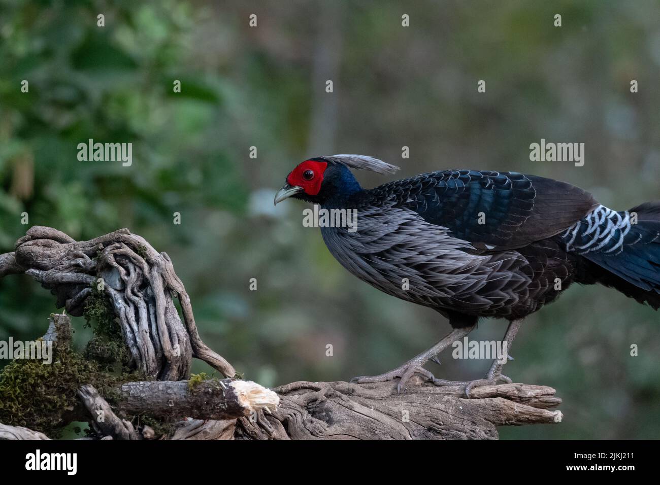 Kalij lophura leucomelanos hi-res stock photography and images - Alamy