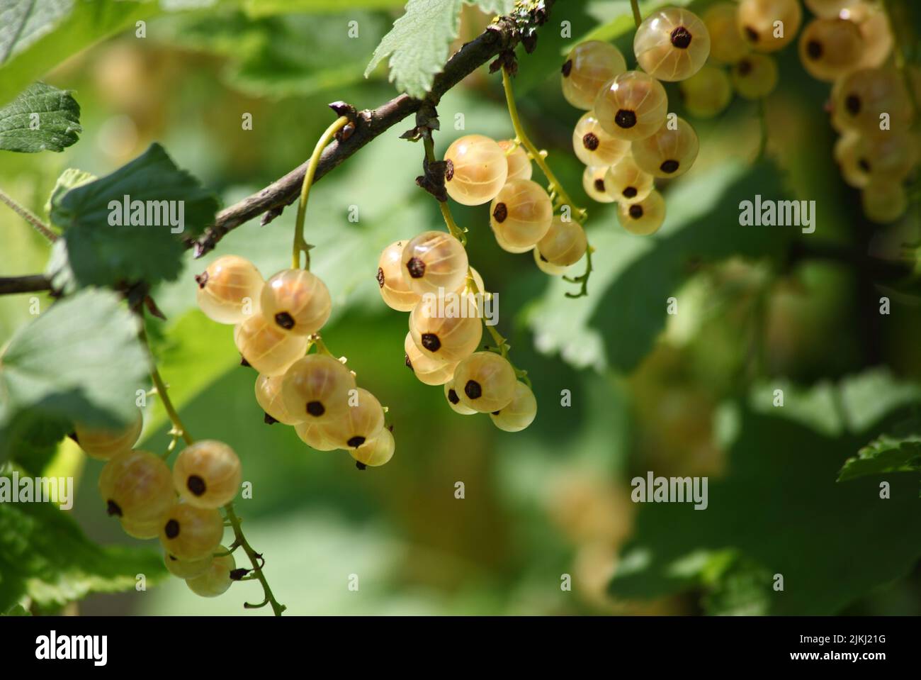 Shallow focus shot ripe hi-res stock photography and images - Alamy