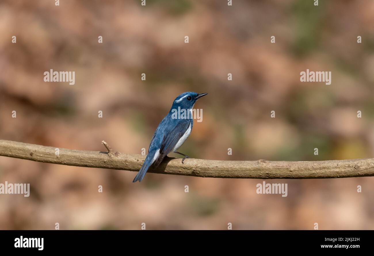 A selective focus shot of an ultramarine flycatcher bird perching on ...