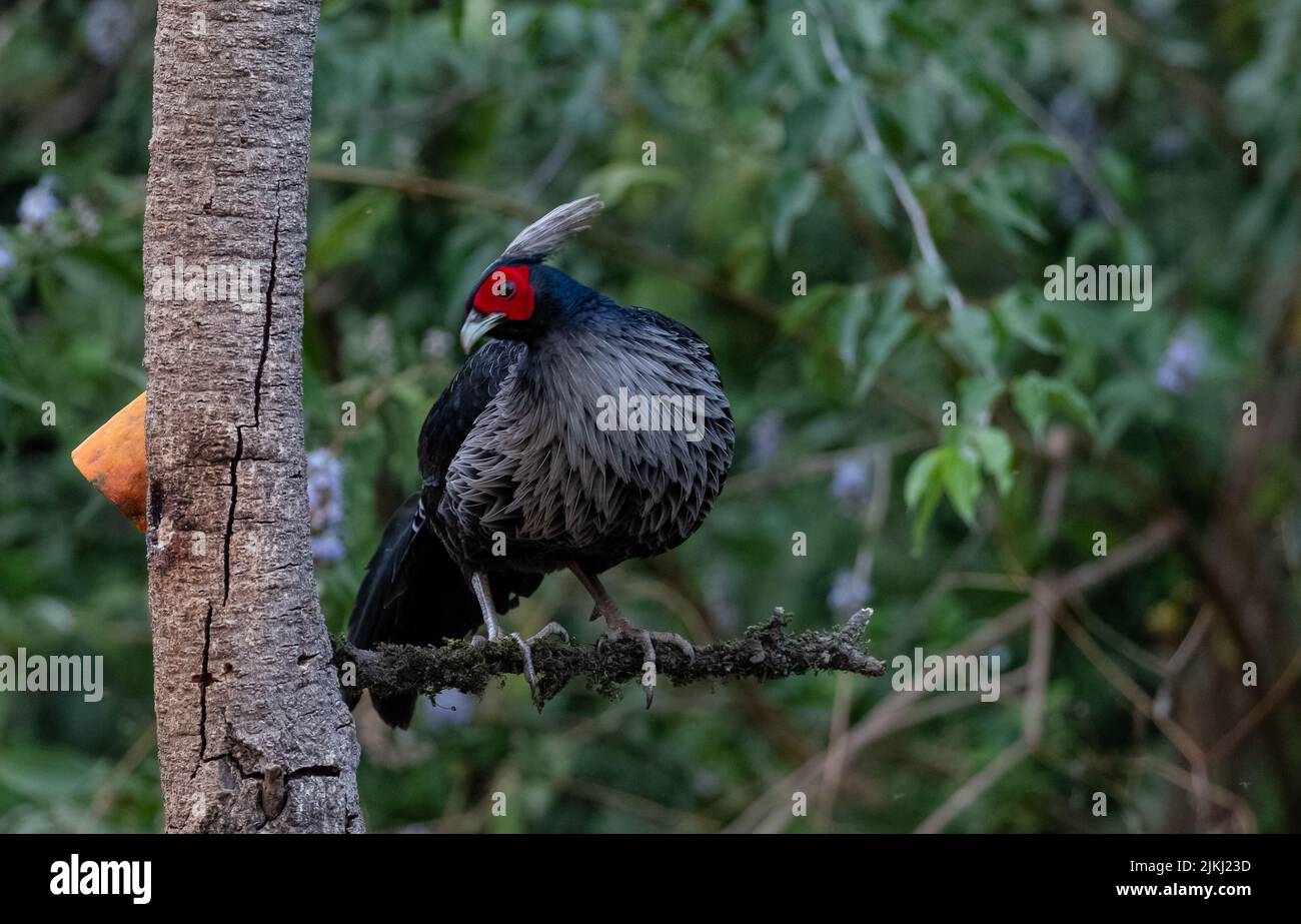 Kalij plumage hi-res stock photography and images - Alamy