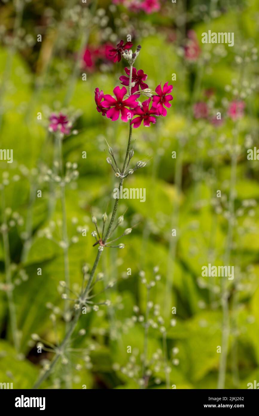 Delicate Primula pulverulenta, mealy primrose, close up natural flower ...