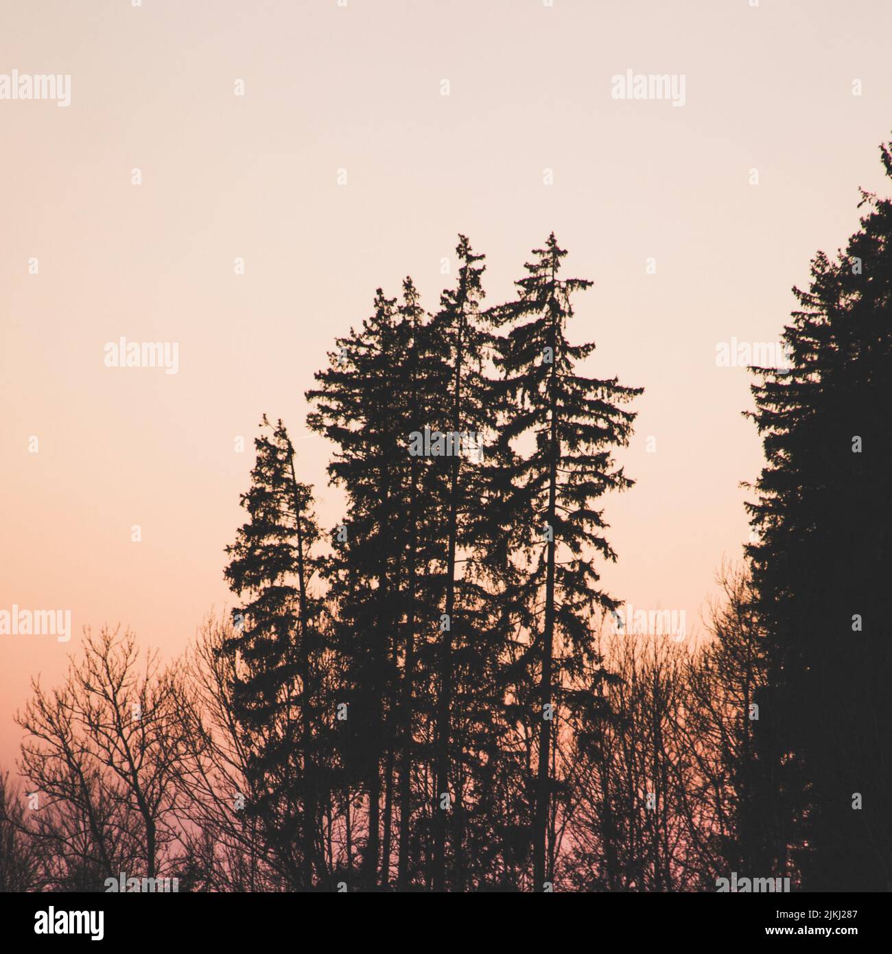 Tall tree silhouette hi-res stock photography and images - Alamy