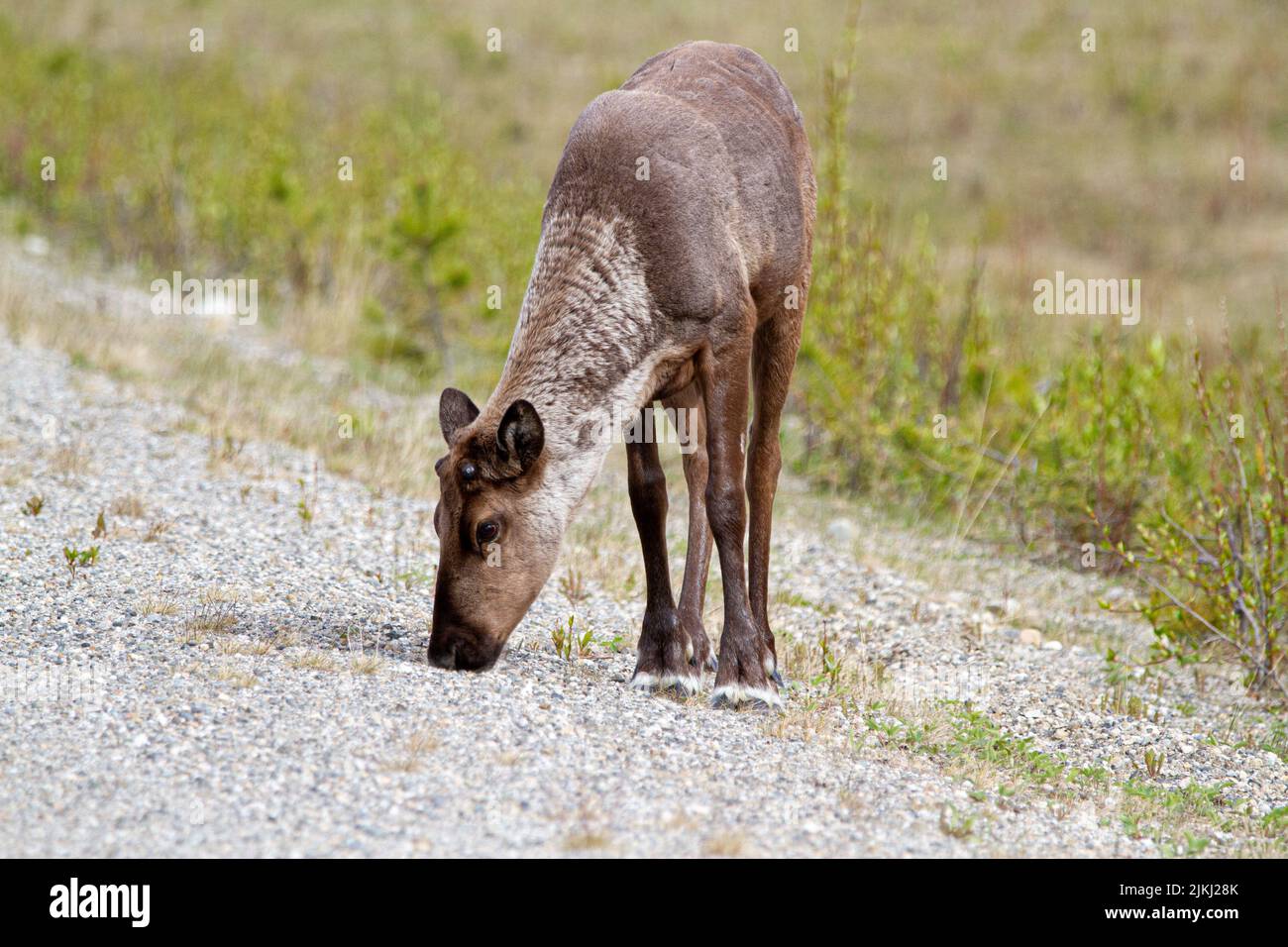 The cute little Caribou licking salt in Atlin Stock Photo - Alamy