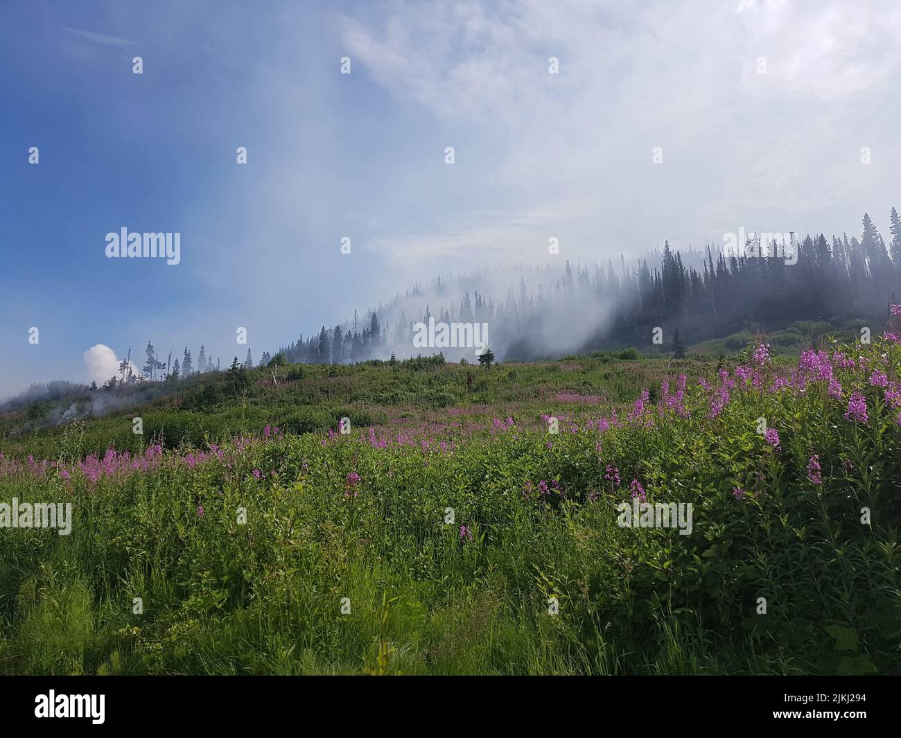 The Wildfire view in Northern BC Stock Photo - Alamy