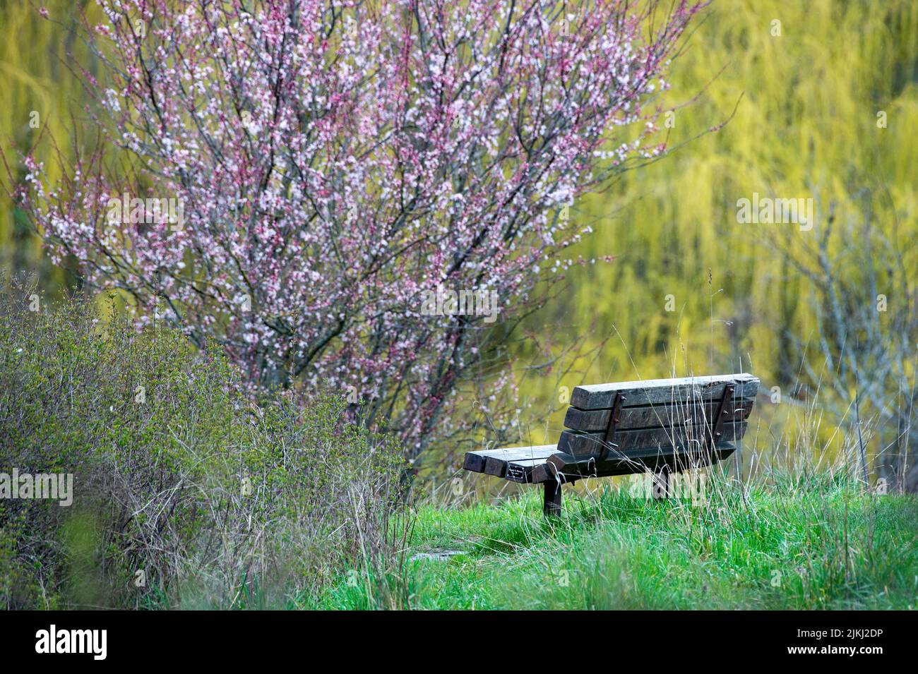 Park bench on first day of spring, Swan Lake, Victoria, BC Canada Stock ...