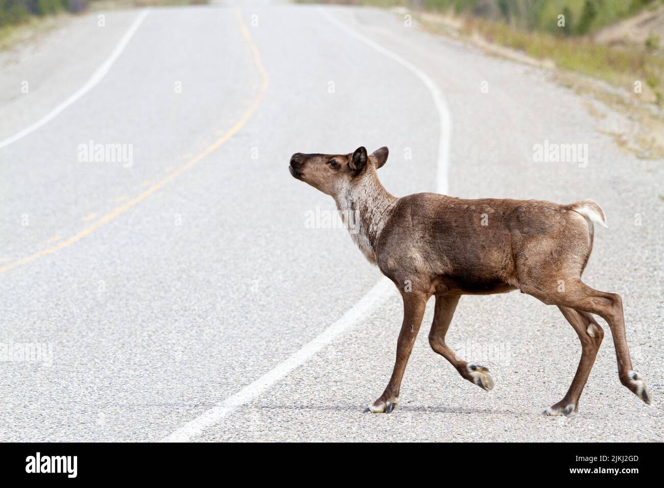 The cute little Caribou in mountain Atlin in BC Stock Photo - Alamy